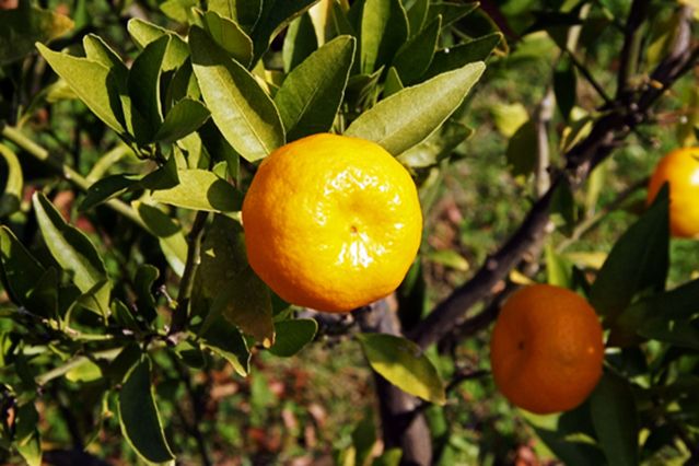 写真ギャラリー枚め｜「こたつでミカン」の光景はなぜ生まれたのか 冬の風物詩の盛衰、かつては迷信で避けられていた時代も | JBpress ...