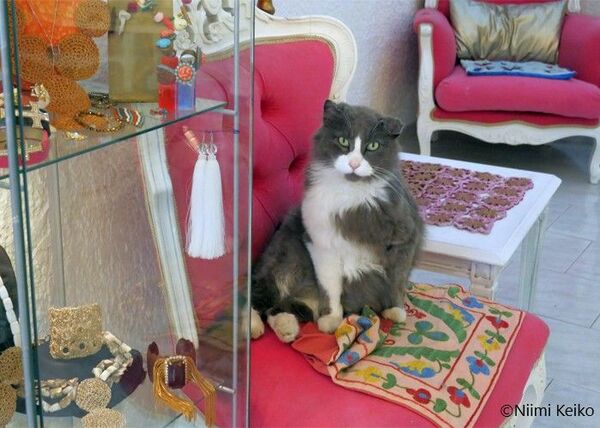 店を訪れるのは猫ばかり、ギリシャ・ロドス島の婦人服セレクトショップ(1/5) | JBpress (ジェイビープレス)
