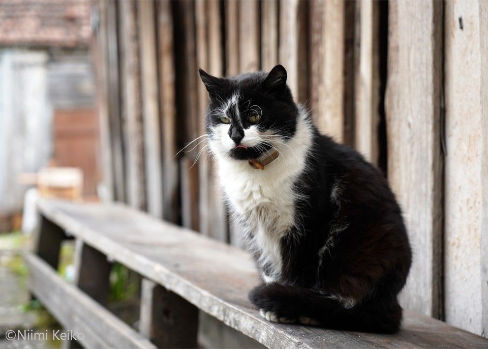 写真ギャラリー1枚め｜「可愛い猫ちゃんねー」と声をかけると、立派なシッポを高く上げご満悦なリトアニアの猫 | JBpress (ジェイビープレス)