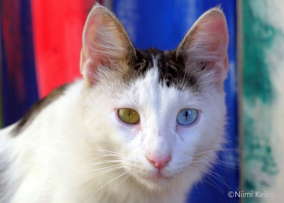 店を訪れるのは猫ばかり、ギリシャ・ロドス島の婦人服セレクトショップ(1/5) | JBpress (ジェイビープレス)