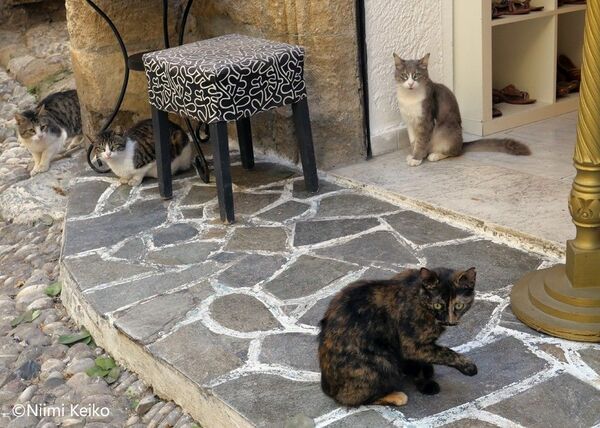 店を訪れるのは猫ばかり、ギリシャ・ロドス島の婦人服セレクトショップ(1/5) | JBpress (ジェイビープレス)