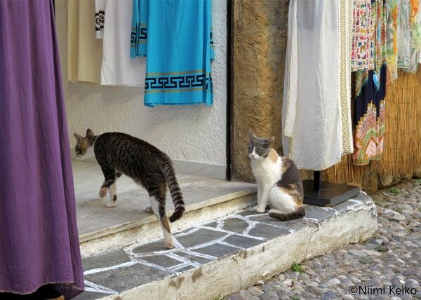 店を訪れるのは猫ばかり、ギリシャ・ロドス島の婦人服セレクトショップ(1/5) | JBpress (ジェイビープレス)