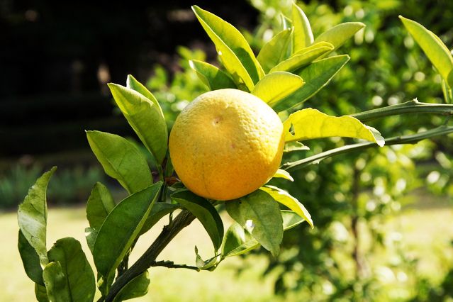 写真ギャラリー3枚め｜「こたつでミカン」の光景はなぜ生まれたのか 冬の風物詩の盛衰、かつては迷信で避けられていた時代も | JBpress ...